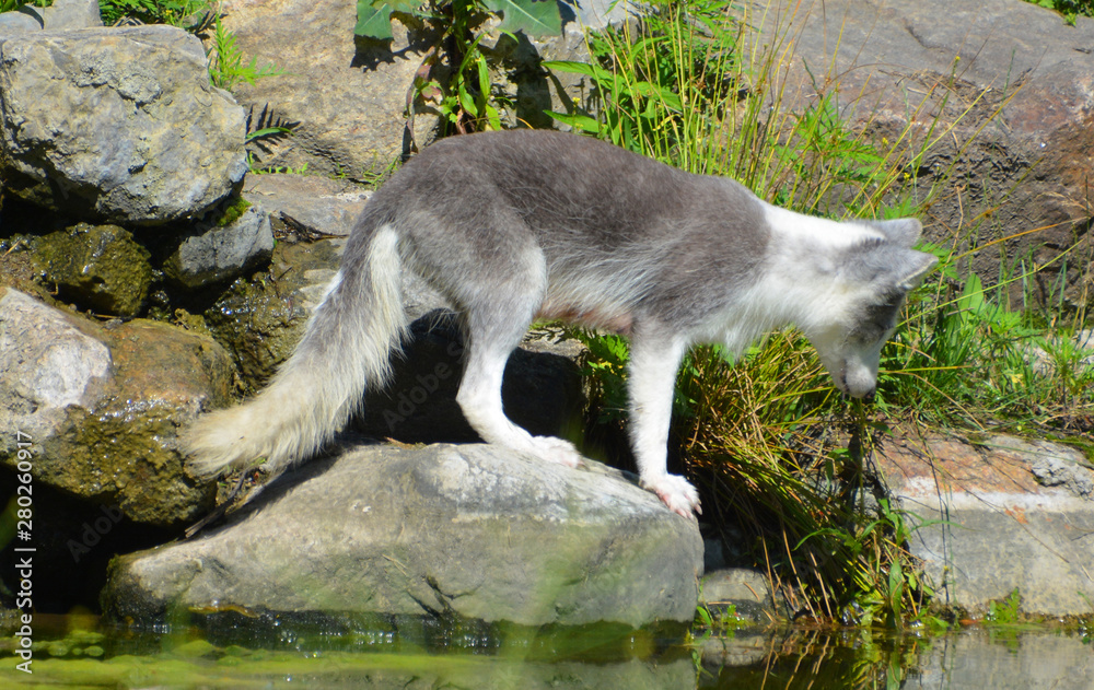 Fotografie Arctic fox, also known as the white, polar or snow fox, is a ...