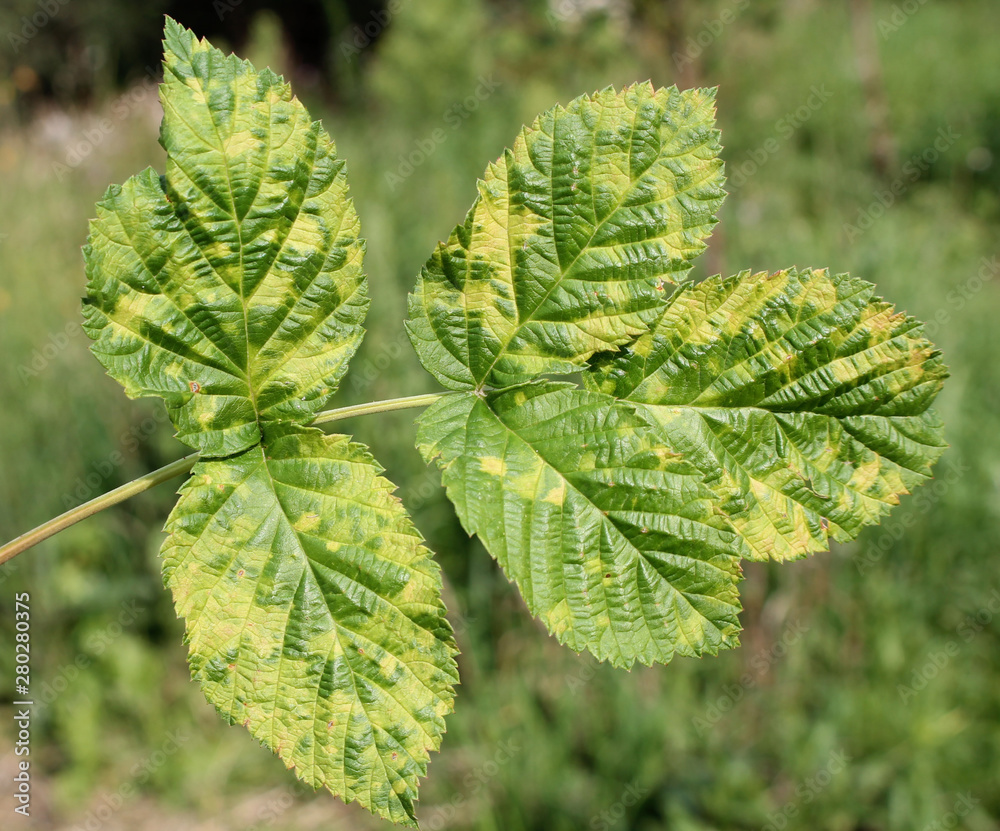 Chlorotic blotches of Raspberry virus. Yellows disease symptoms in ...
