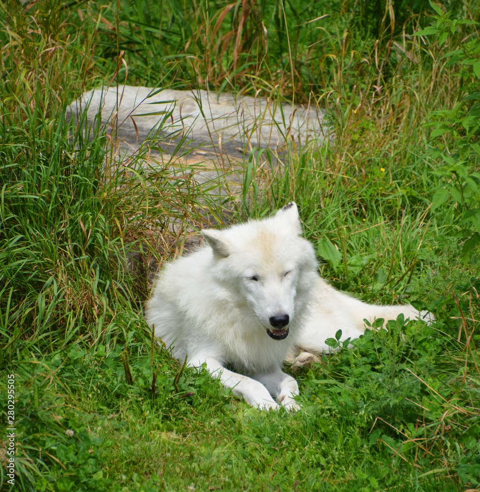 Arctic Wolf or Polar White Wolf, is a subspecies of the Gray Wolf, a ...