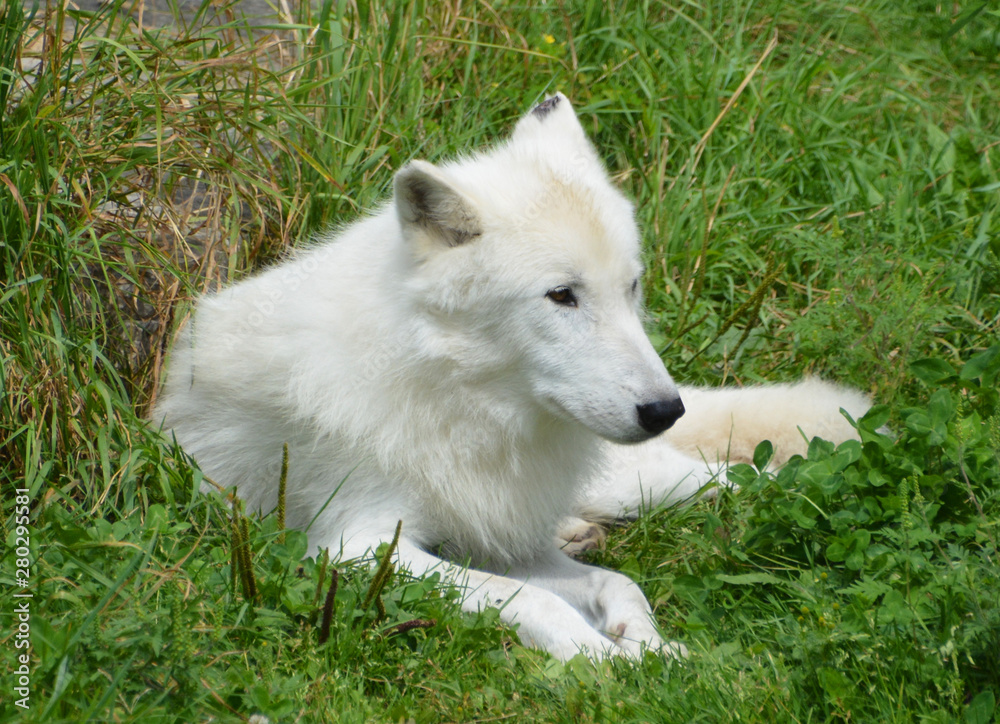 Stock-Foto „Arctic Wolf or Polar White Wolf, is a subspecies of the ...