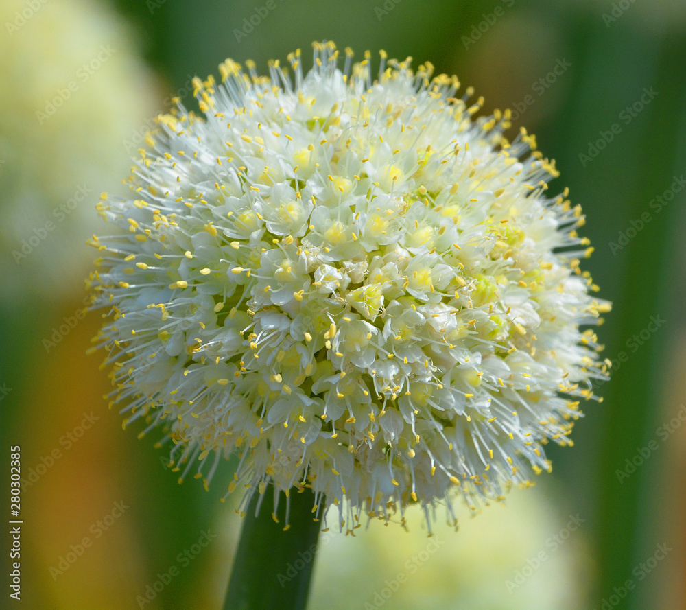 The onion genus Allium comprises monocotyledonous flowering plants and ...