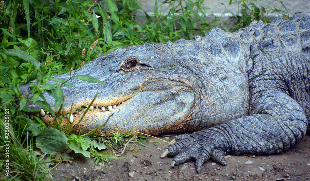 An alligator is a crocodilian in the genus Alligator of the family ...