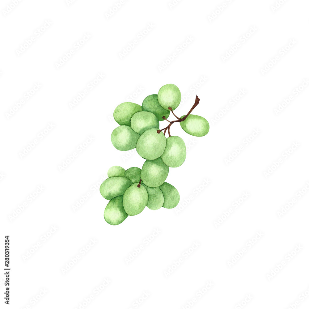 Watercolor bunch of grapes. Hand drawn botanical illustration isolated ...