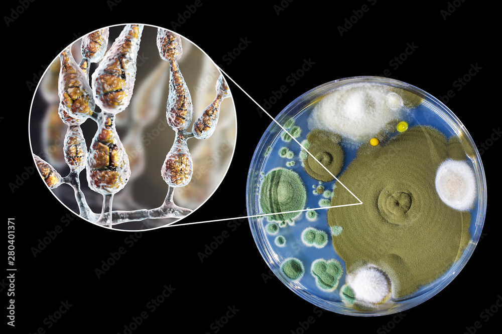 Mold Alternaria alternata, allergic fungus, 3D illustration and photo ...