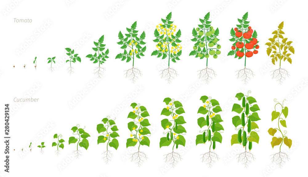 Vektor Set growth stages of tomato and cucumber plant. Ripening period ...