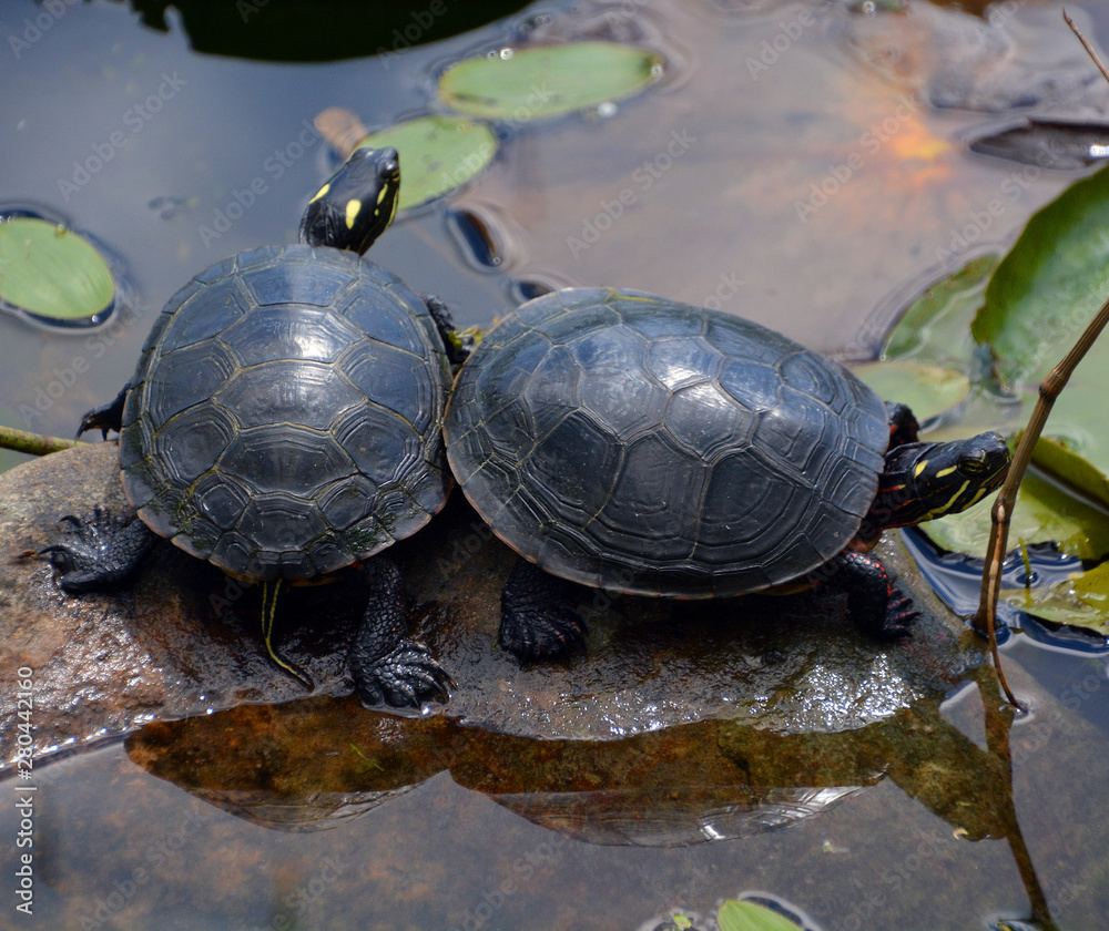 The northern map turtle (Graptemys geographica), or common map turtle ...