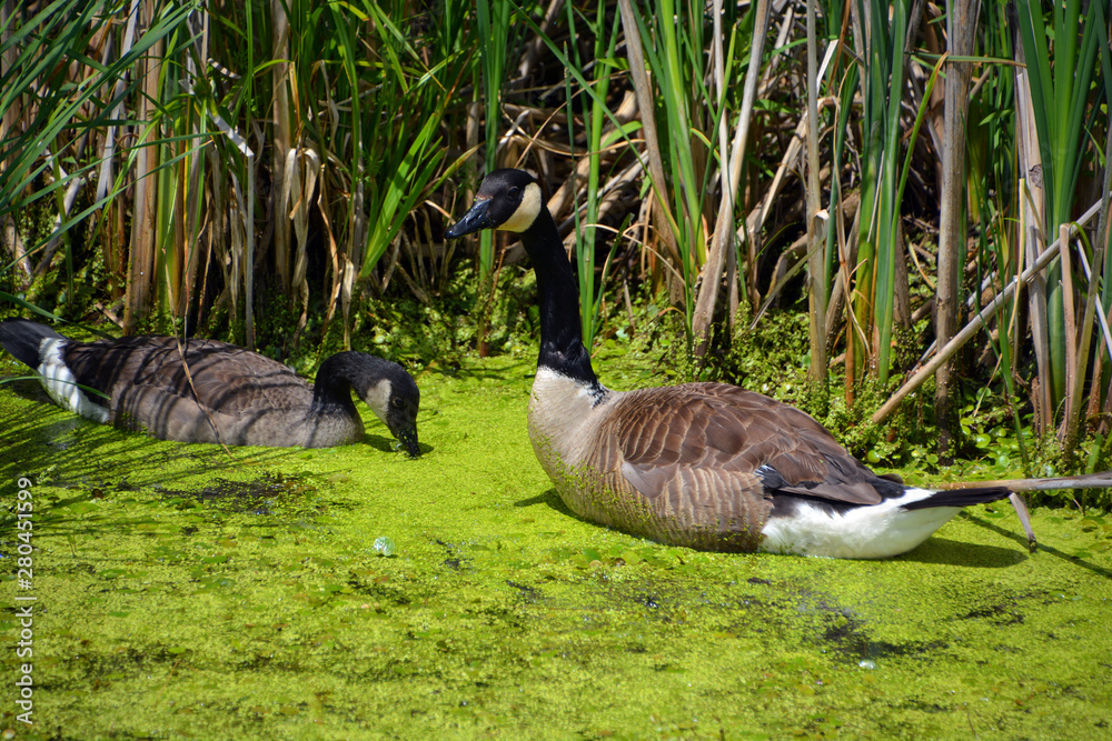 Canada goose (Branta canadensis) is a large wild goose species with a ...