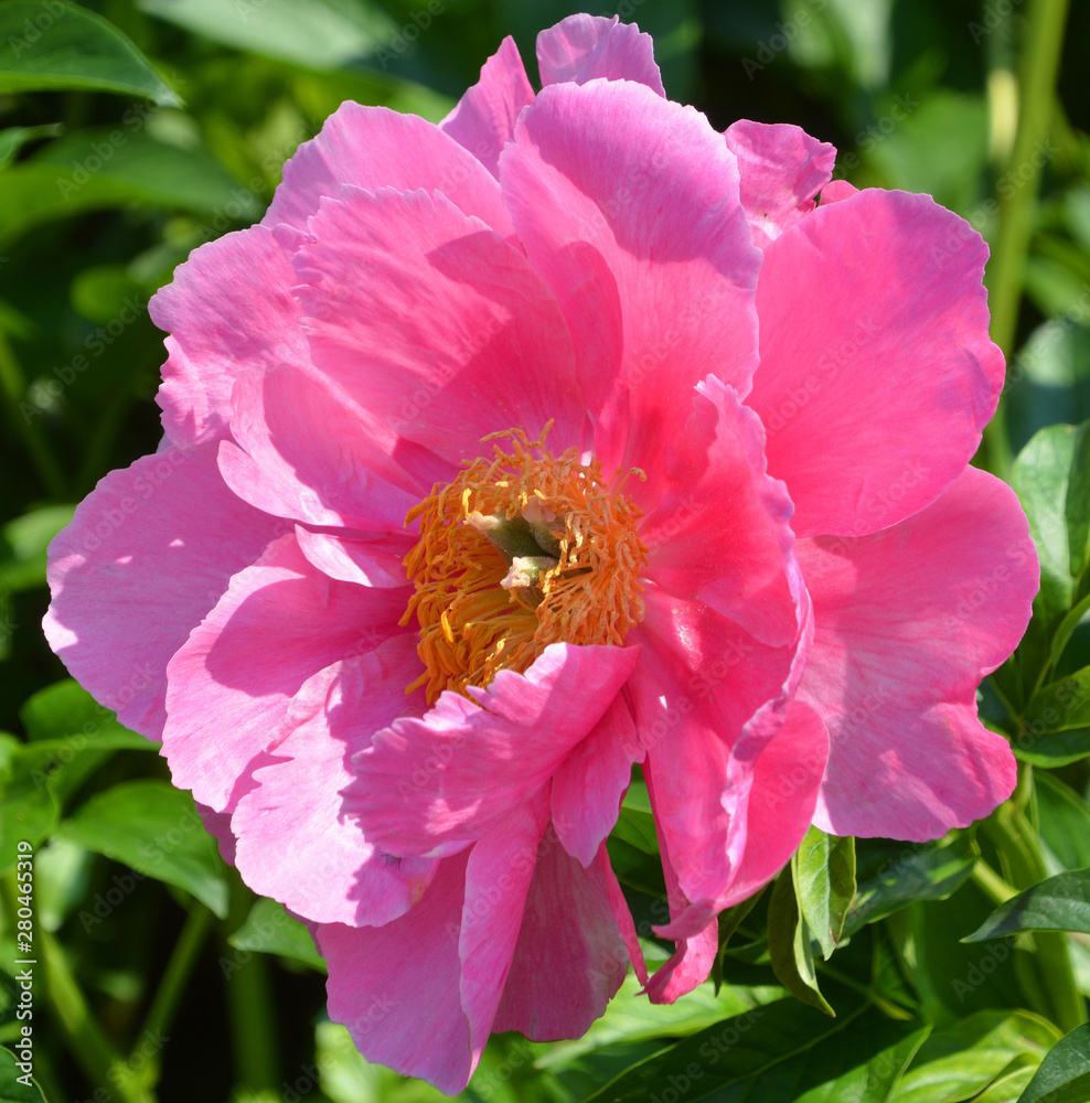 The peony is a flowering plant in the genus Paeonia, the only genus in ...