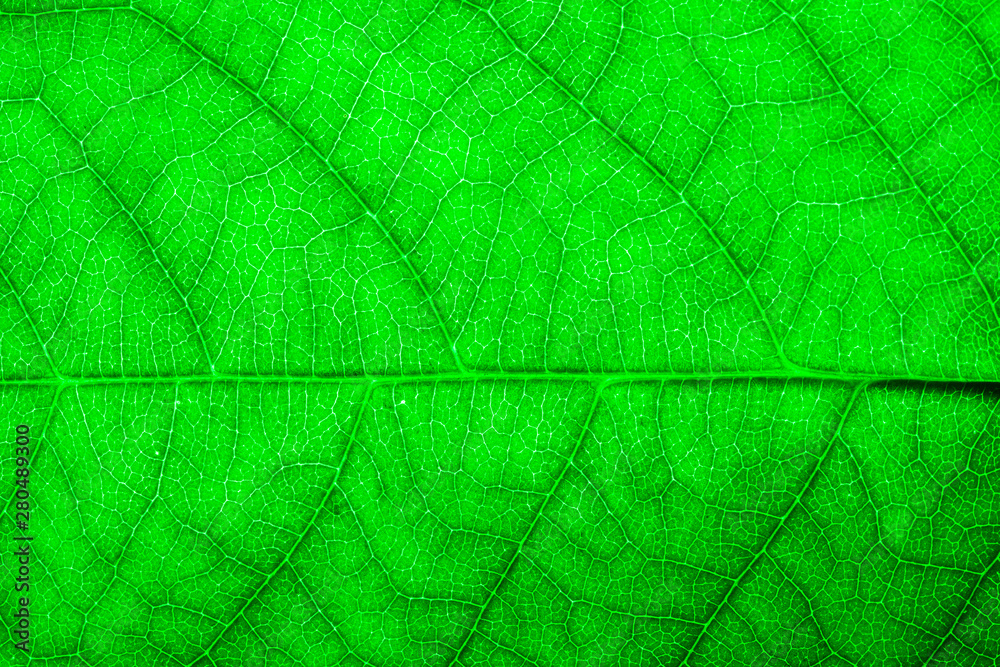 Intense bright green leaf fresh detailed rugged surface structure ...