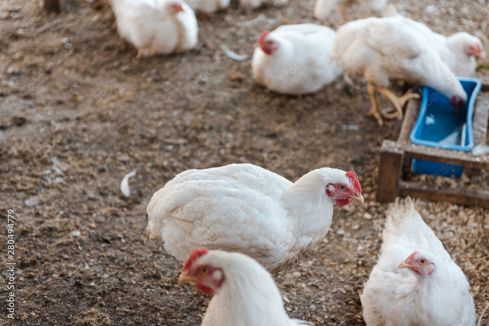 Domestic chickens in a cage. Poultry in a special room. White chickens ...