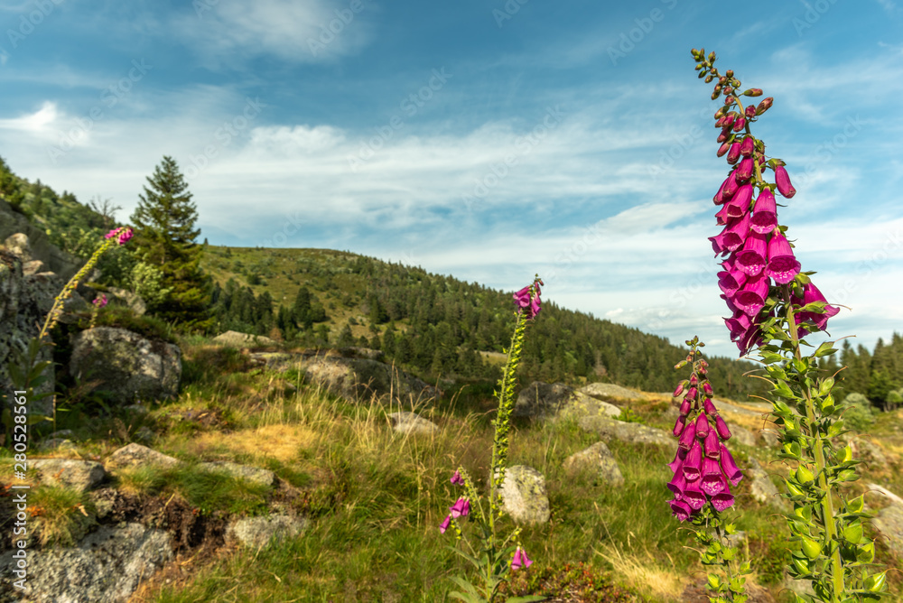 Foto de Stock Digitales pourpres dans les Vosges | Adobe Stock