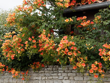 Chinese Trumpet Vine Free Stock Photo - Public Domain Pictures