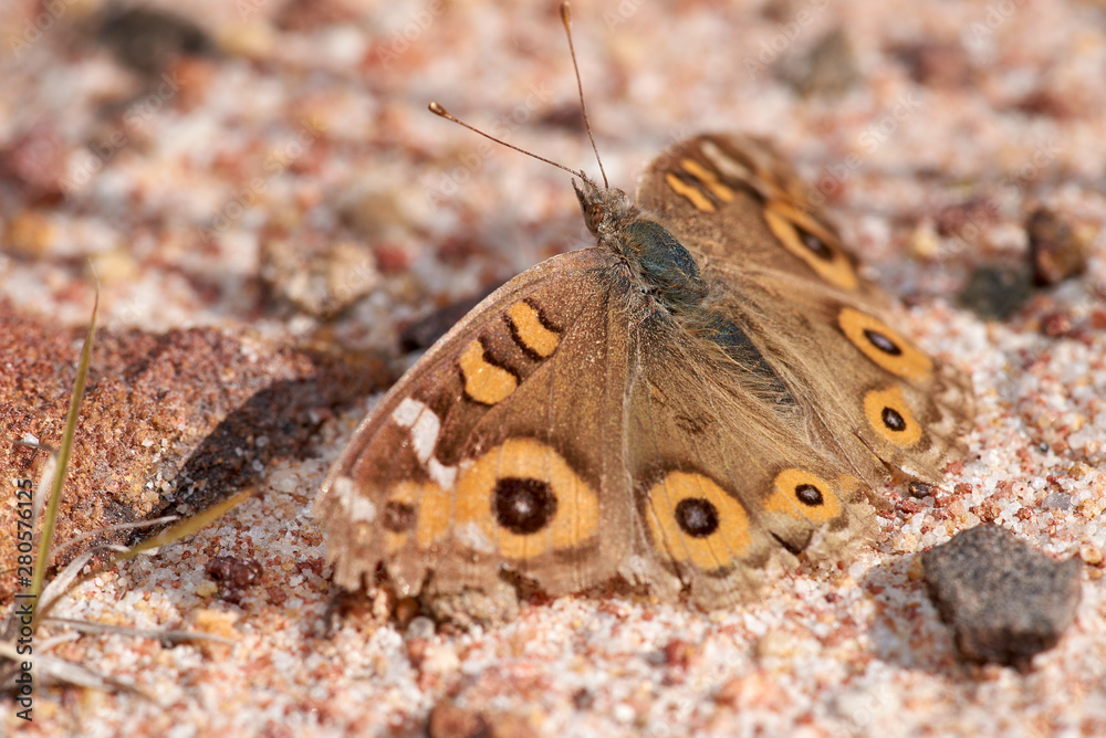 Foto A macro image of a dorsal view of a Meadow argus butterfly(Junonia ...