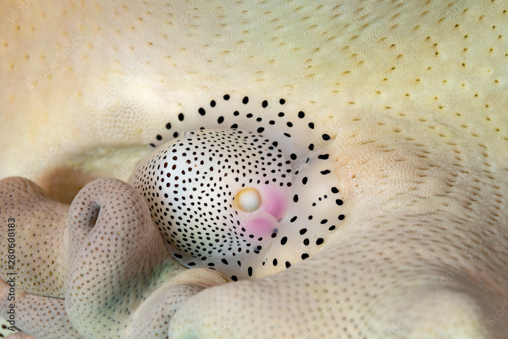 Umbilical Egg Shell or Warty/Little Egg Cowry, Calpurnus verrucosus, is ...