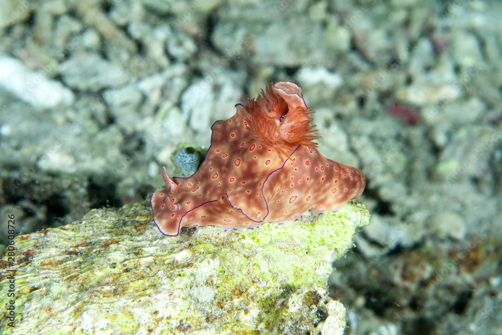 Ceratosoma trilobatum is a species of colorful dorid nudibranch, a sea ...