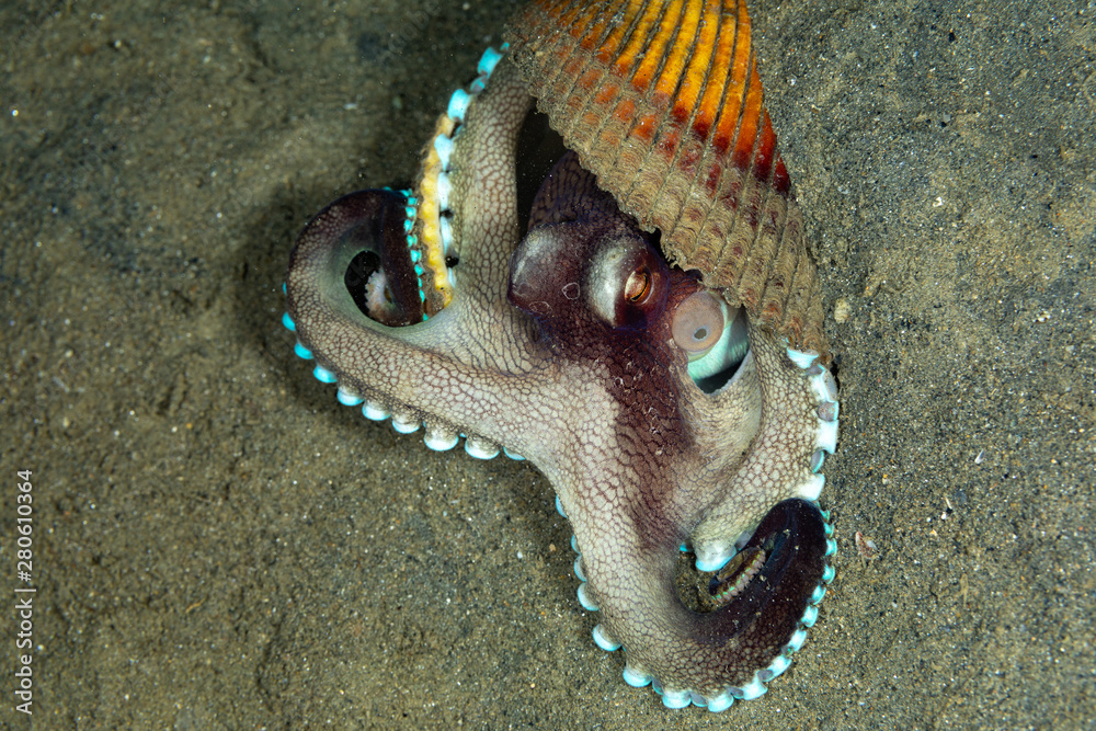 Coconut octopus and veined octopus, Amphioctopus marginatus is a medium ...