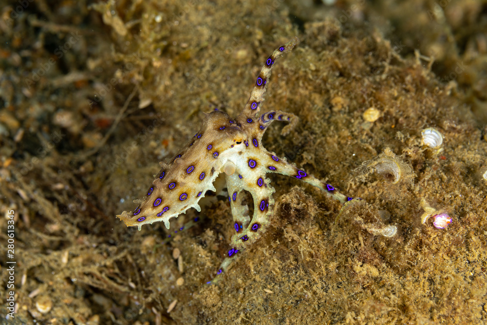 Greater blue-ringed octopus, Hapalochlaena lunulata is one of four ...