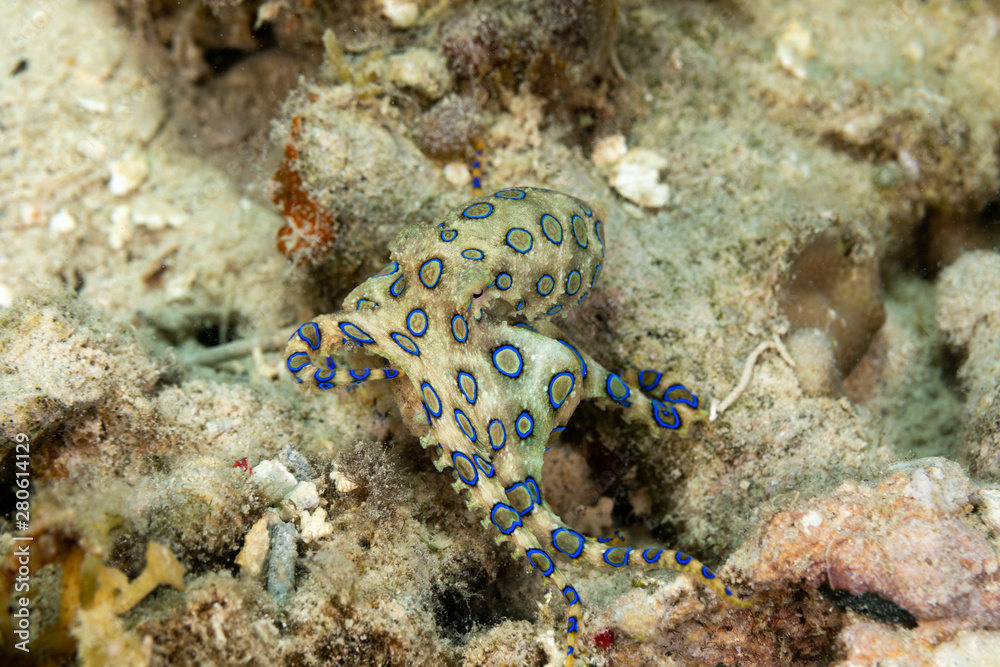 Greater blue-ringed octopus, Hapalochlaena lunulata is one of four ...