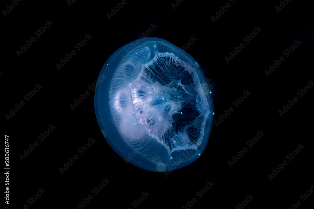 Common jellyfish, moon jellyfish, moon jelly or saucer jelly, Aurelia ...