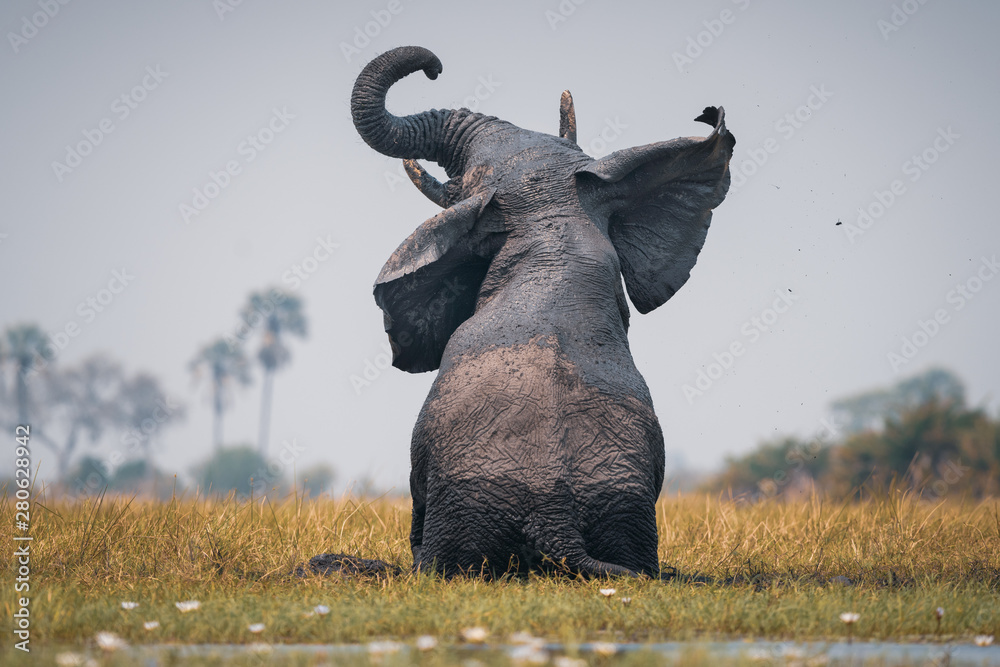 Back view of elephant in forest Stock Photo | Adobe Stock