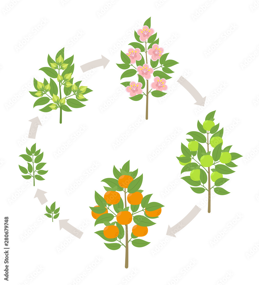Mandarin tree growth stages. Vector illustration. Ripening period ...