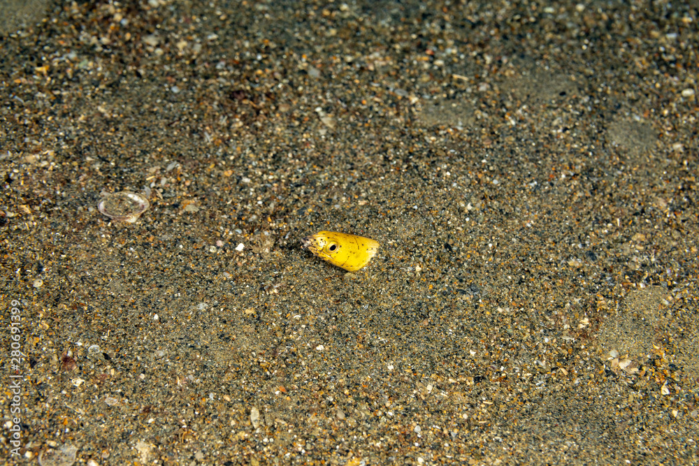 Longfin snake eel, Pisodonophis cancrivorus, is an eel in the family ...