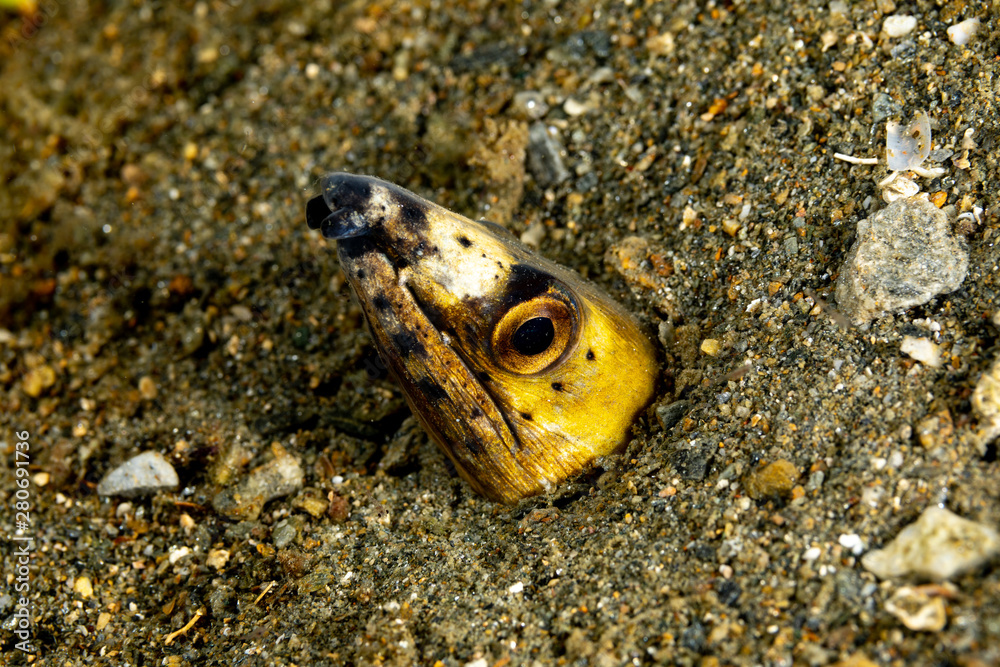 Longfin snake eel, Pisodonophis cancrivorus, is an eel in the family ...