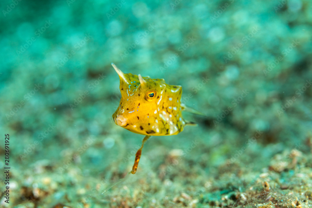 Longhorn cowfish, Lactoria cornuta, also called the horned boxfish, is ...