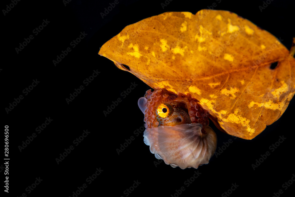 Paper nautilus, sitting on a leaf, Argonauta argo, the argonauts (genus ...