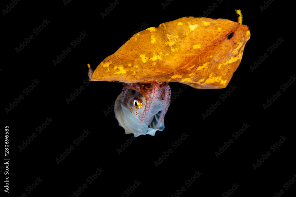 Paper nautilus, sitting on a leaf, Argonauta argo, the argonauts (genus ...