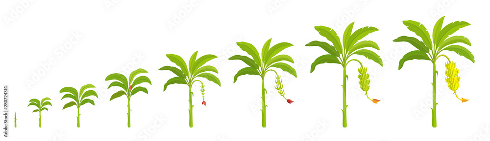 Set growth stages of banana palm tree. Crop stages bananas harvest ...