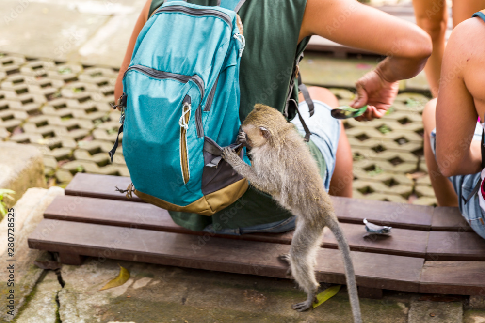 Foto de Stock Monkey in forest stealing food from tourist's backpack ...