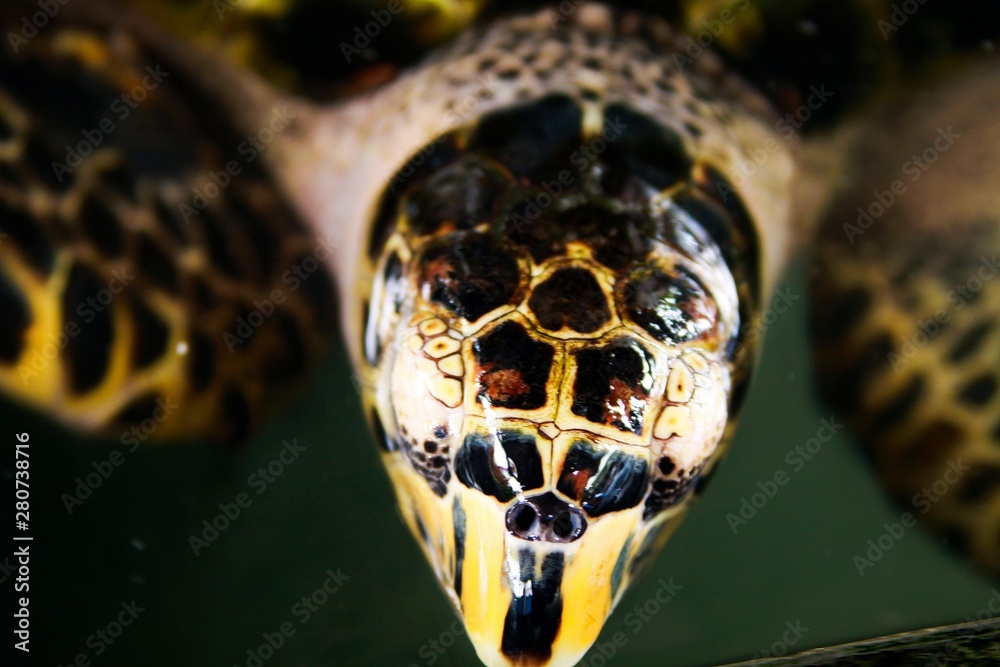Closeup of a water turtle head on turtle farm with black blurred ...