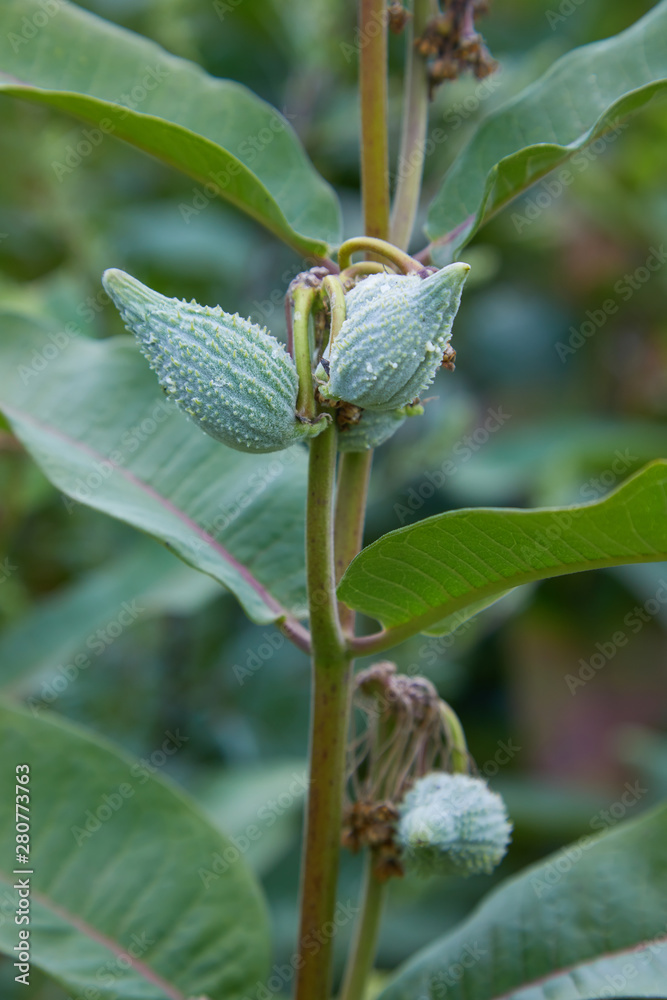 Swamp Milkweed Wildflower (Asclepias incarnata, Asclepias speciosa ...