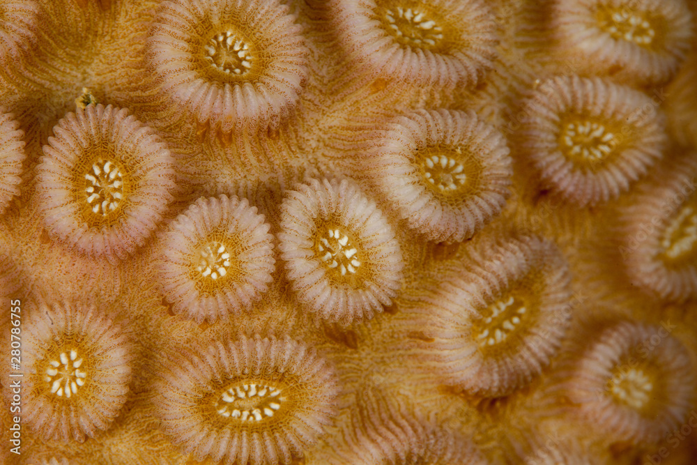 Coral reefs are built from stony corals, which in turn consist of ...