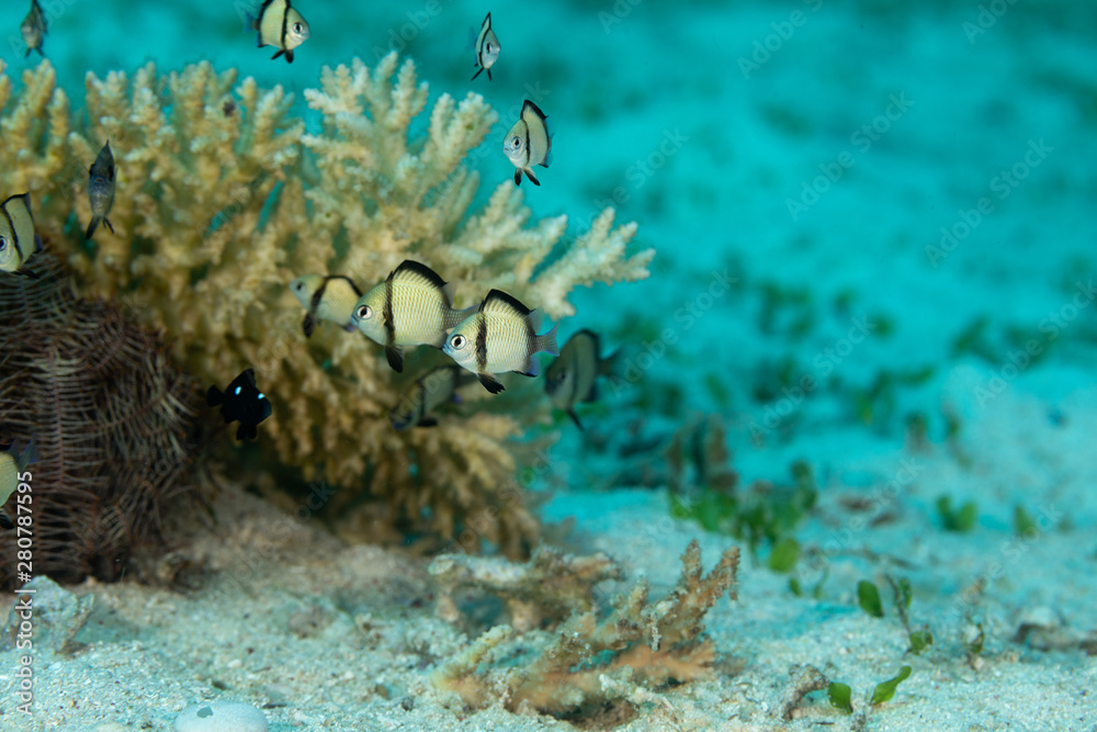 Two-stripe damselfish, reticulate dascyllus, Dascyllus reticulatus ...