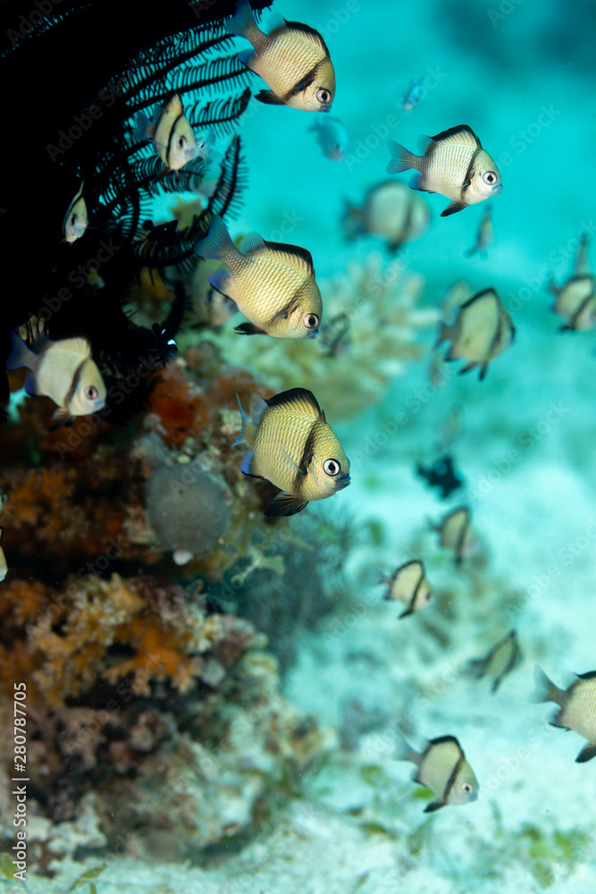 Two-stripe damselfish, reticulate dascyllus, Dascyllus reticulatus ...
