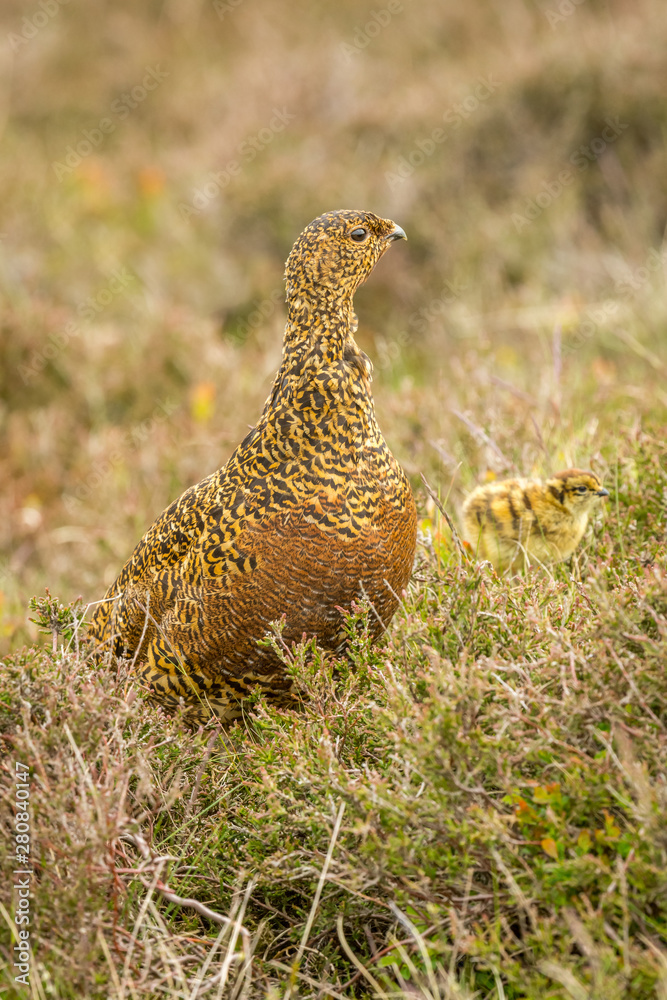 Red Grouse hen with her chick. Looking alert on Grouse Moor. Facing ...
