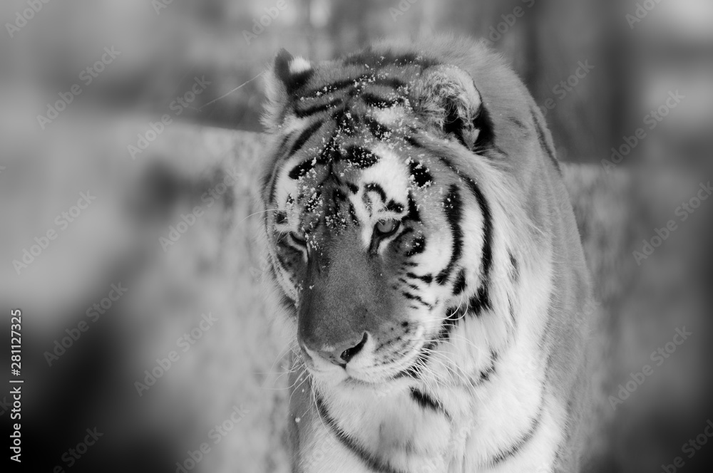 Tiger close up: The tiger (Panthera tigris) is the largest cat species ...