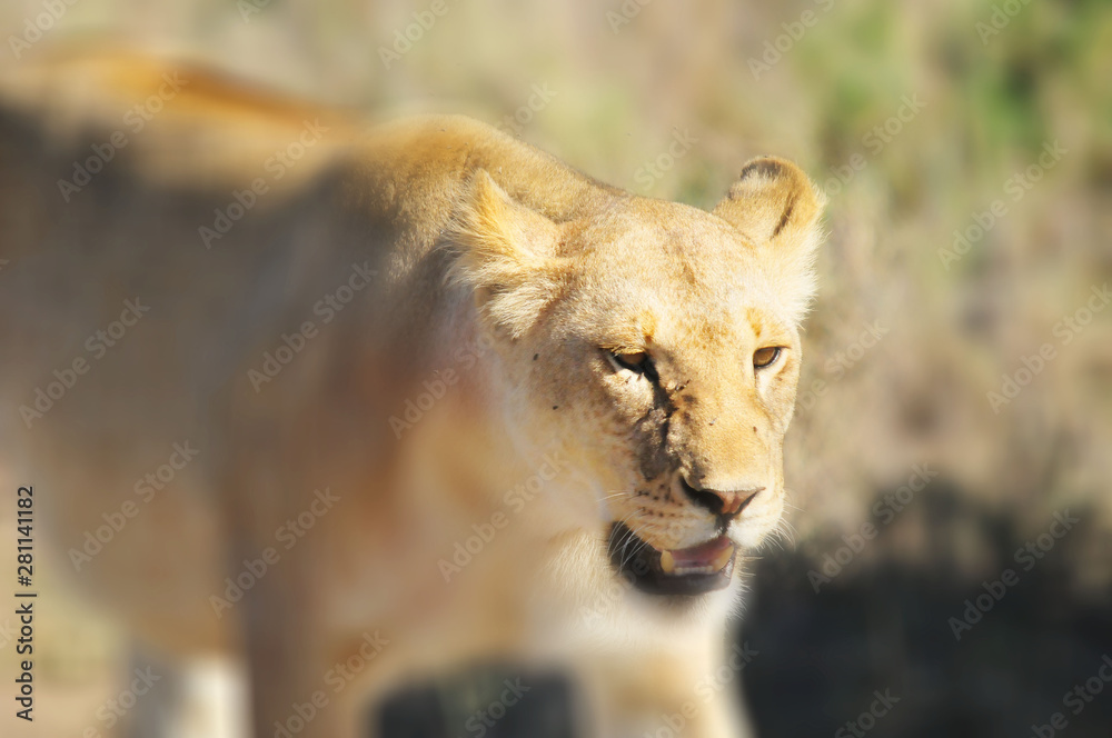 Lion in Serengeti hosts the largest mammal migration in the world ...