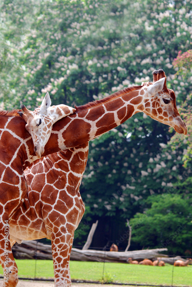 The giraffe close up (Giraffa camelopardalis) is an African even-toed ...