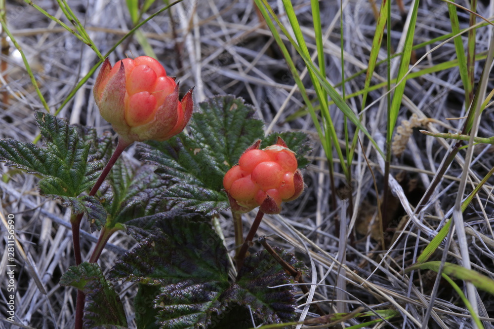 Cloudberry, species of perennial herbaceous plants of the genus Rubus ...