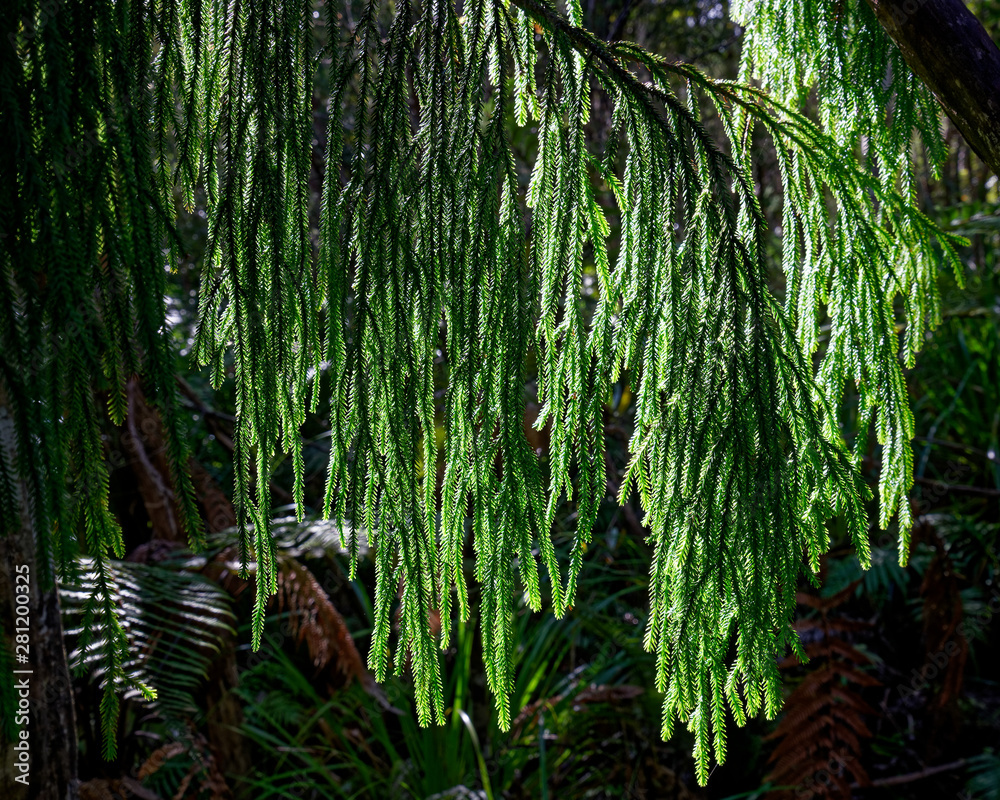 Rimu tree foliage backlit by sunlight, Kahurangi National Park, New ...