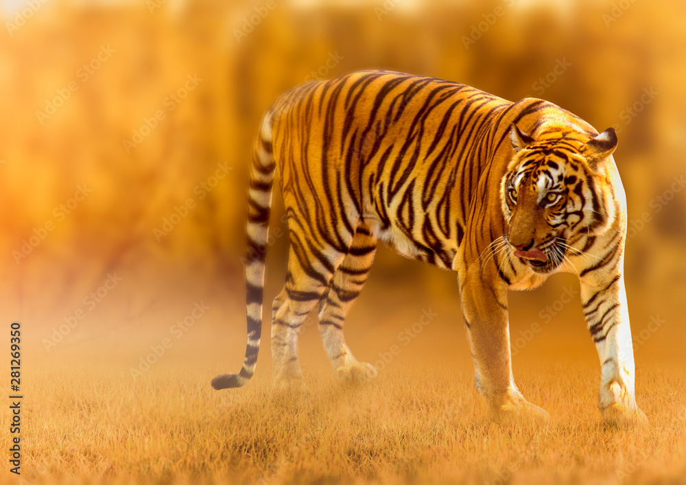 Tiger, walking in the golden light Is a wild animal hunting Summer in ...