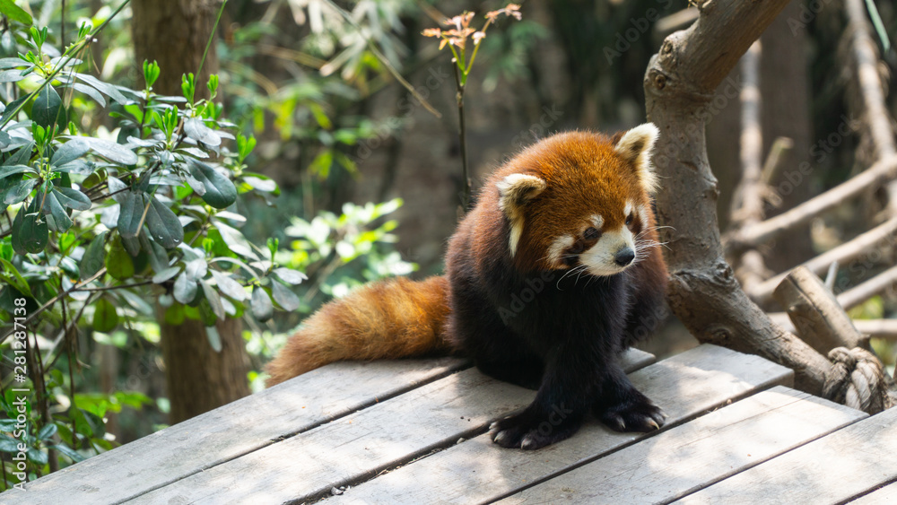 Cute Red panda, a native animal for southwestern China, Central China の ...