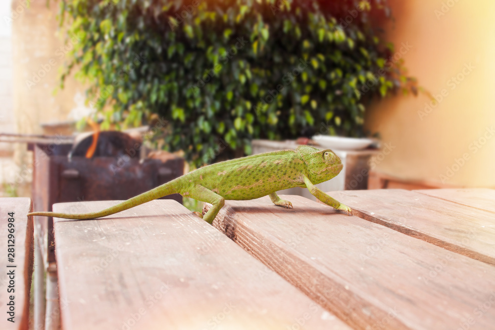Photo Stock Chameleon – one of the most unusual and beautiful lizards ...