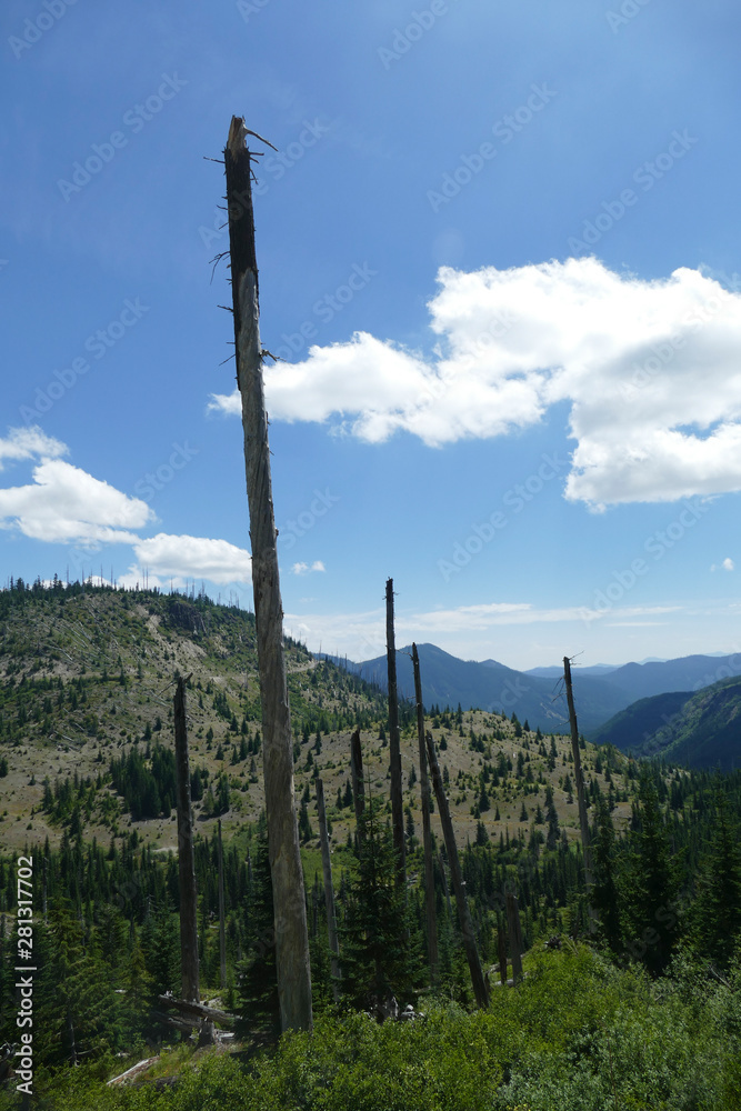 Snags of trees destroyed by the volcanic eruption of 1980 Stock Photo ...