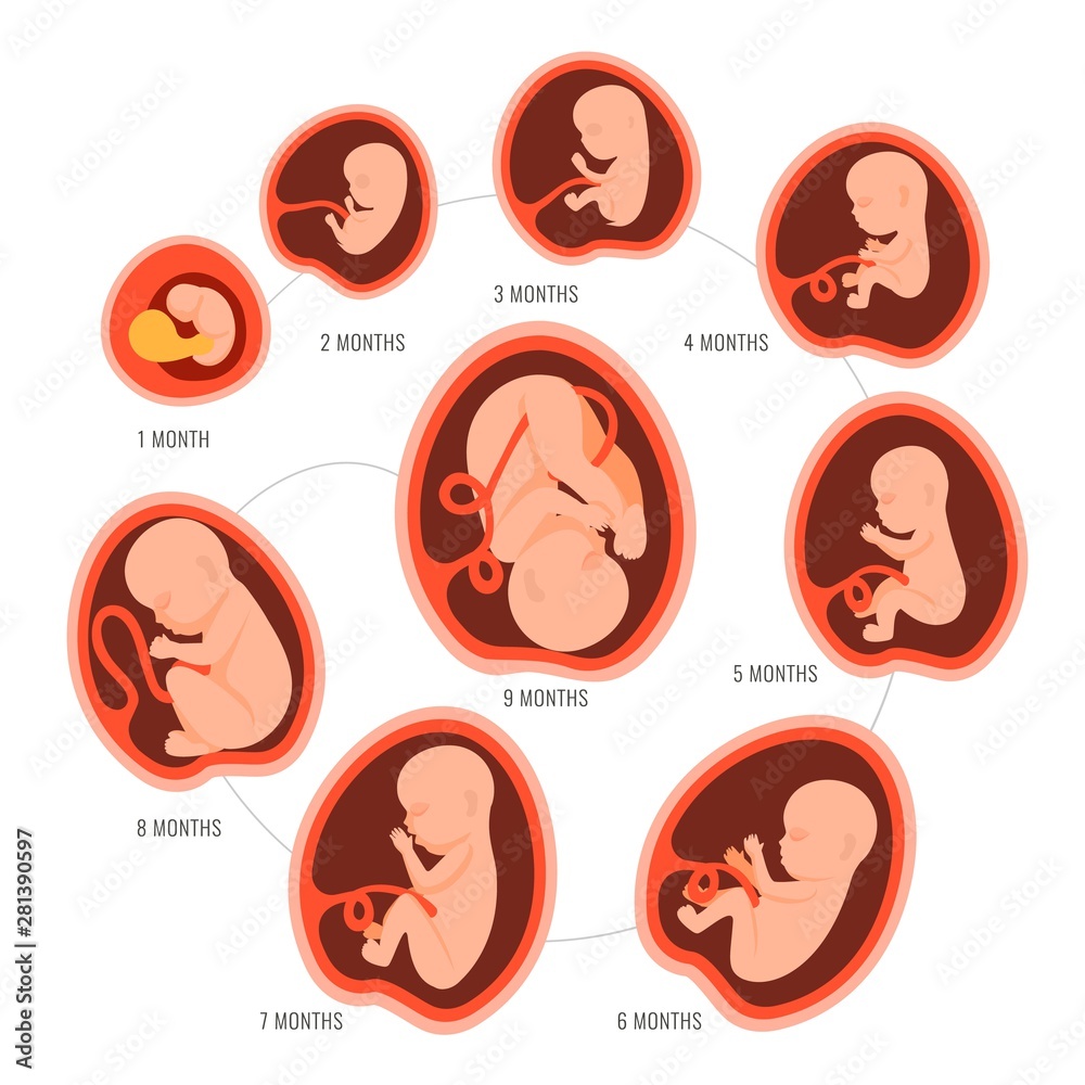 Pregnancy fetal foetus development . Embryonic month stage growth month ...