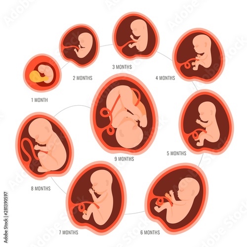 Pregnancy Fetal Foetus Development Embryonic Month Stage Growth Month