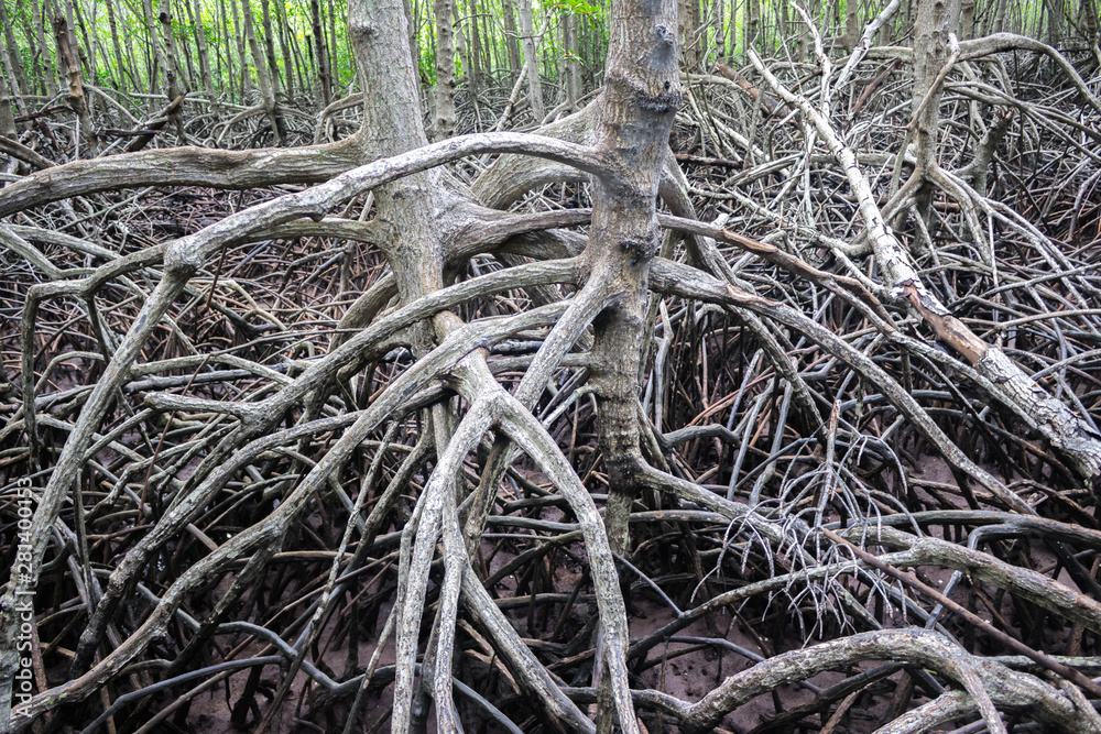 Pattern of Prop roots or Buttress roots of the mangrove tree ...